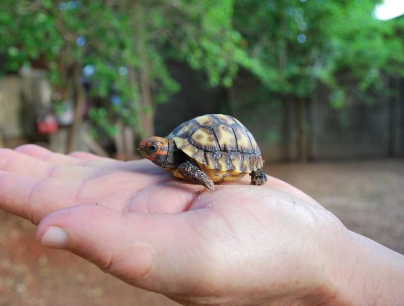 Jabutis: Mitos e Verdades - Clínica Veterinária na Vila Mariana 24h ...